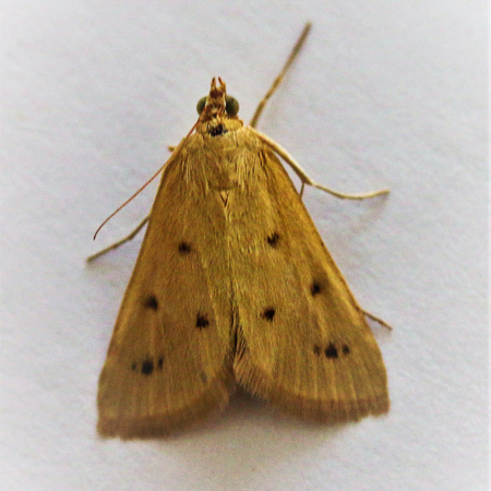 Orchids from Greece & Cyprus | Dragonflies & Butterflies from Europe