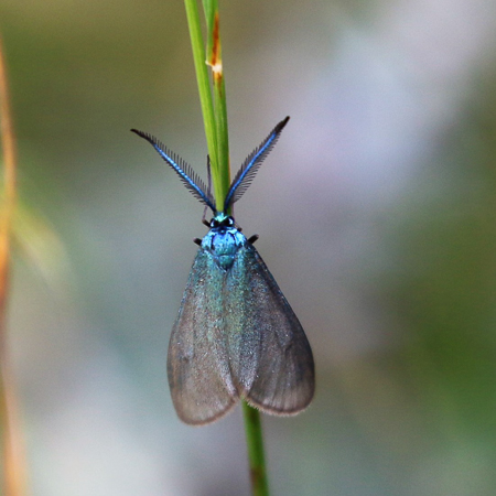 Orchids from Greece & Cyprus | Dragonflies & Butterflies from Europe