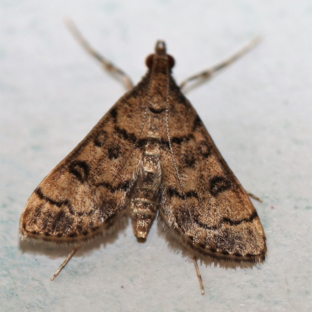 Orchids from Greece & Cyprus | Dragonflies & Butterflies from Europe