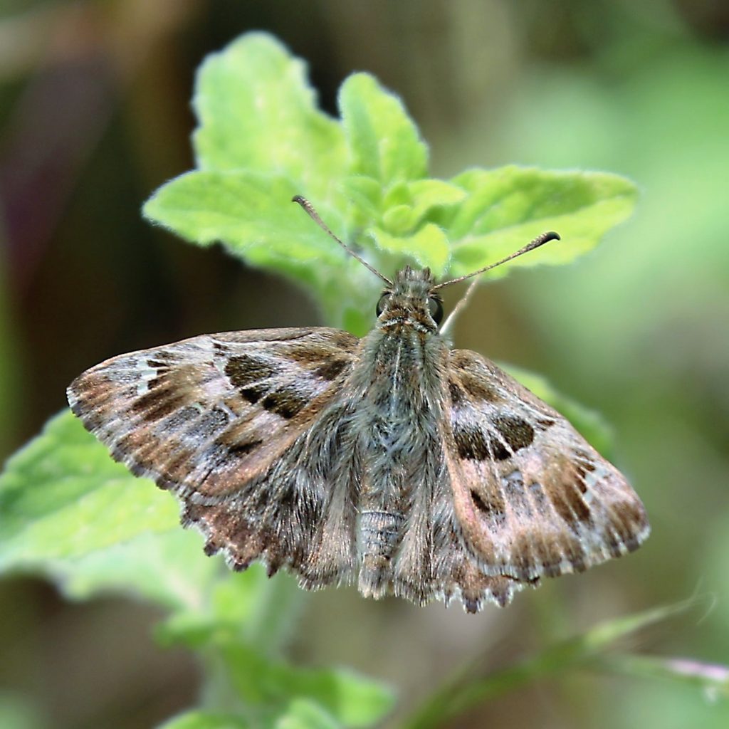 Hesperiidae (Skippers)