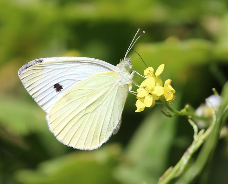 Pieris brassicae. Large White. | Butterflies, Pieridae (Whites, Clouded ...