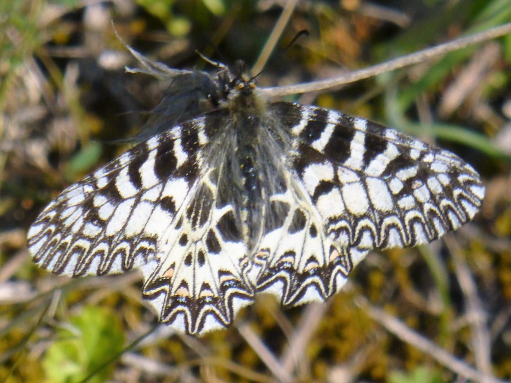 Papilionidae (Swallowtails, Festoons and Apollos)