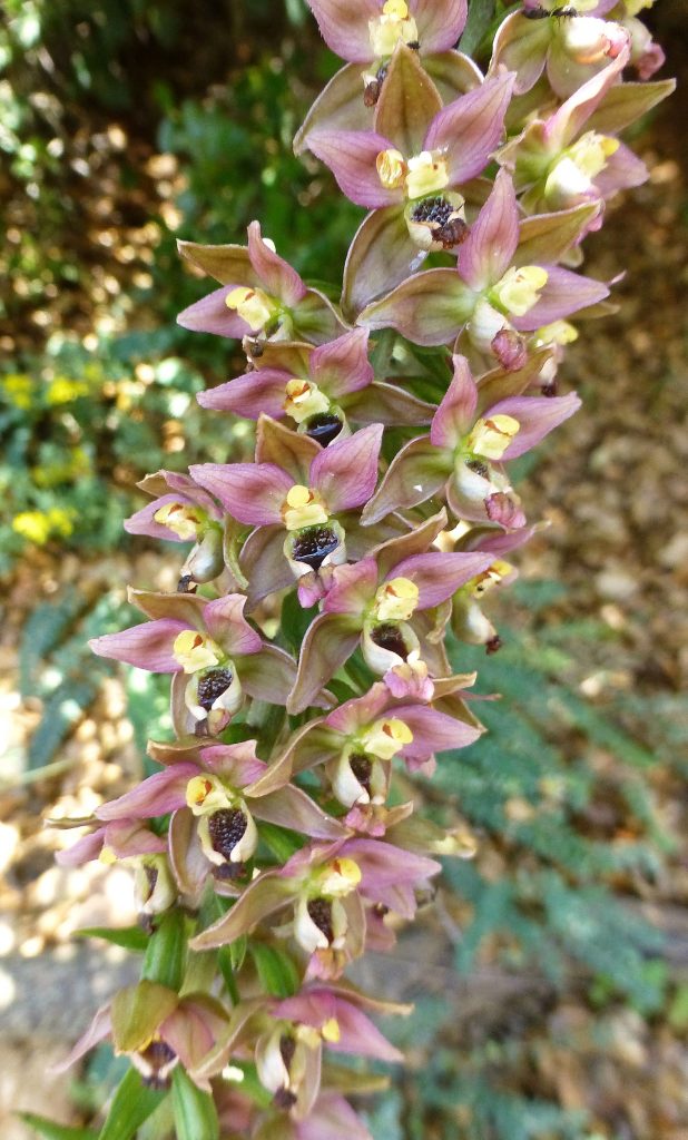 Epipactis helleborine | Epipactis, Orchids