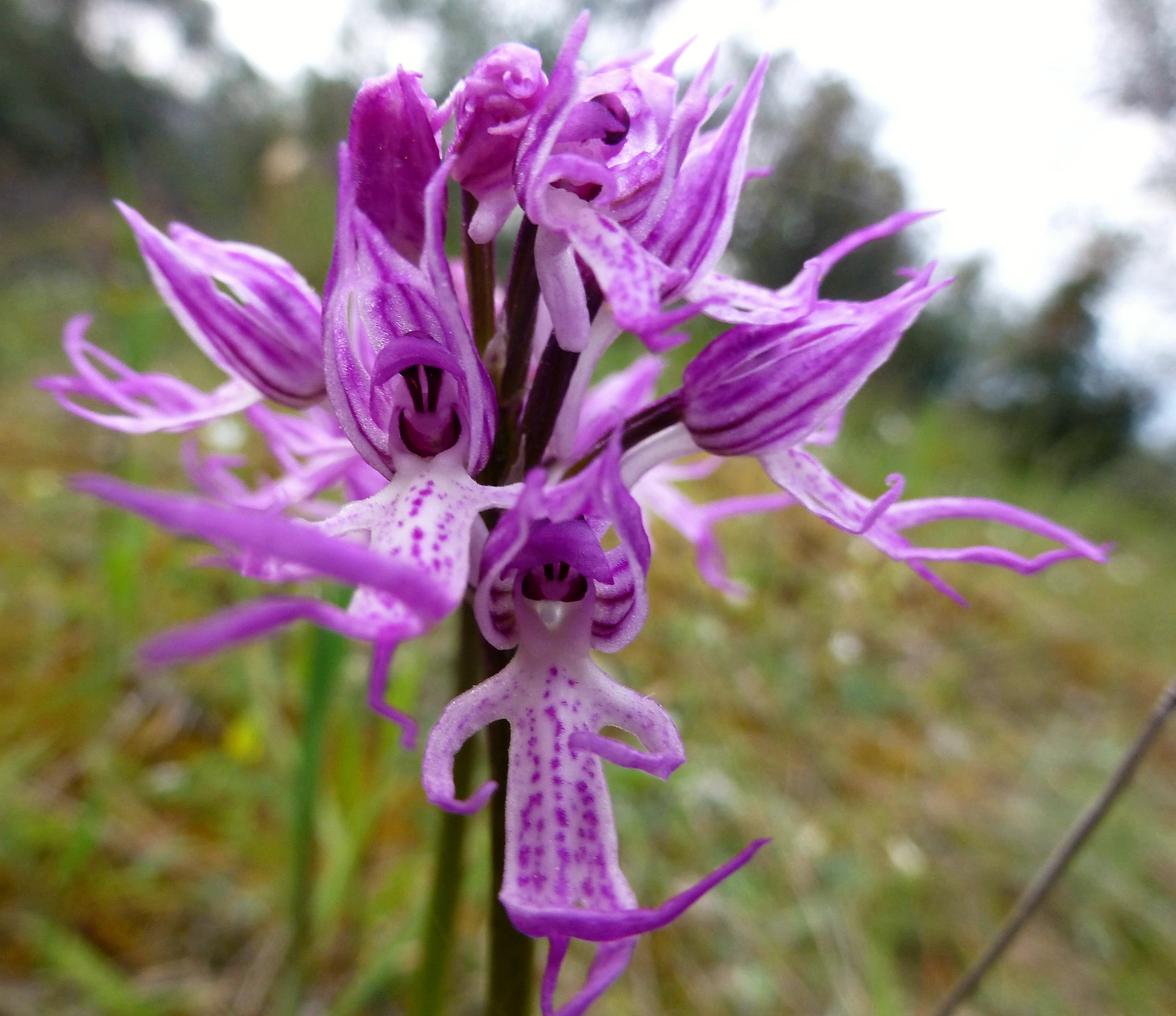 Orchis simia | Orchids, Orchis