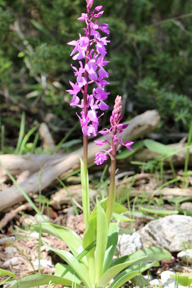 Orchis mascula ssp mascula | Orchids, Orchis
