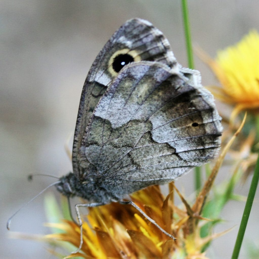 Hipparchia fatua. Freyer's Grayling. | Butterflies, Satyrinae (Browns ...