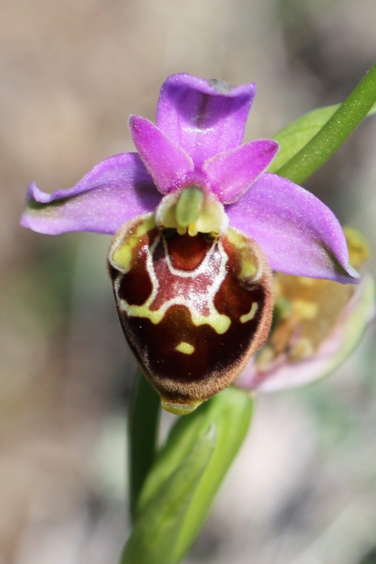 Ophrys