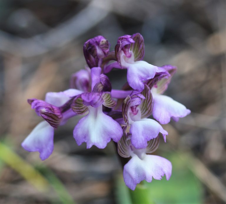 Orchis syriaca | Orchids, Orchis