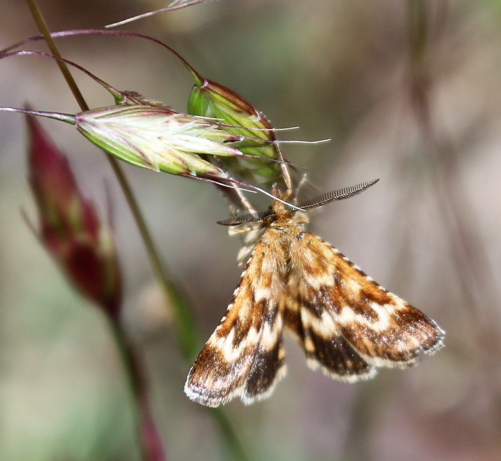 Synaphe moldavica. | Moths, Pyralidae (Small, wings tight to abdomen)