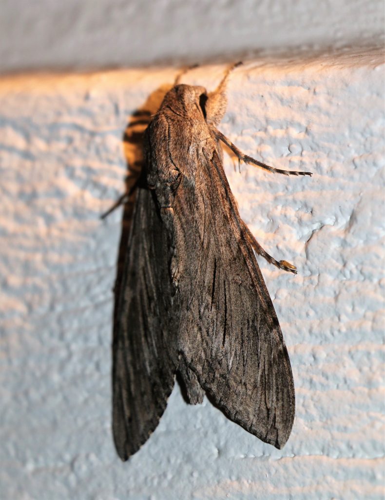 Sphingidae (Hawk-Moths)