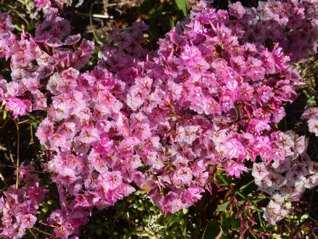 Limonium purpuratum | Companulaceae (Bellflowers), Flora