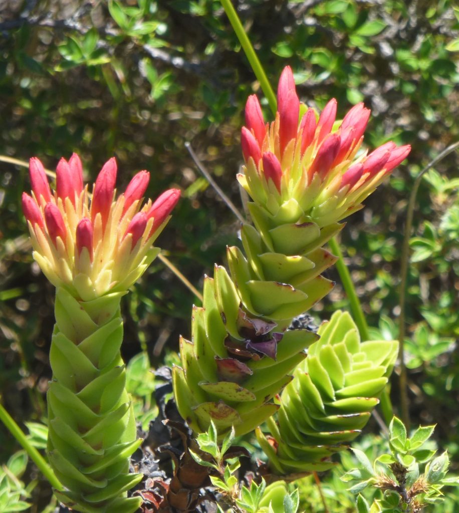 Crassulaceae (Crassulas)