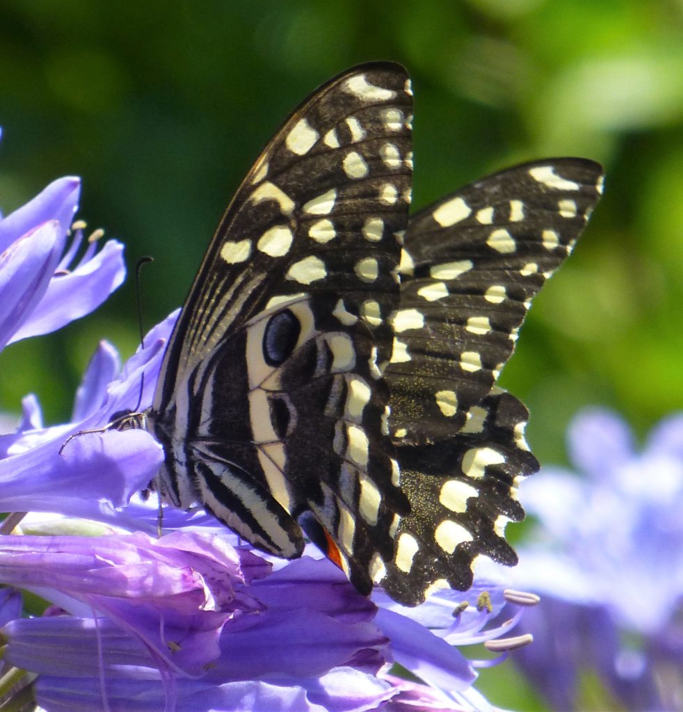 Papilio demodocus demodocus. Citrus Swallowtail. | Butterflies ...