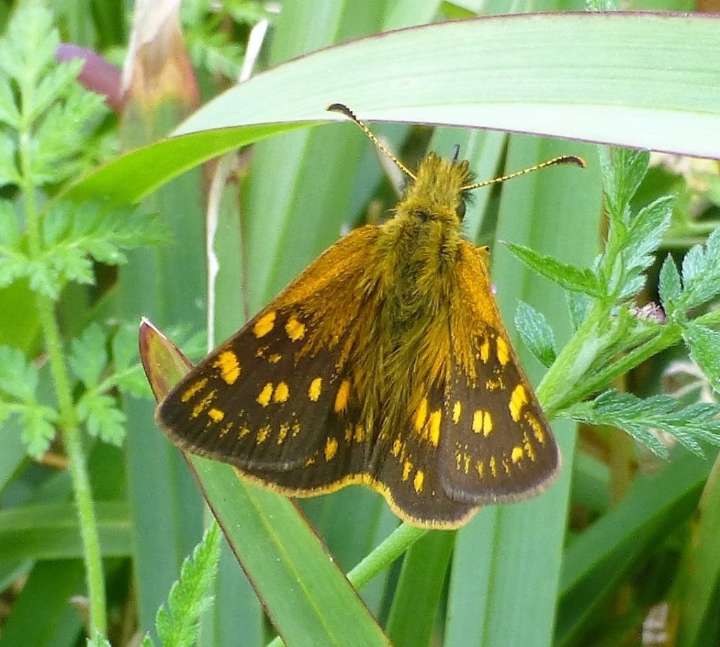 Metisella malgacha. Grassveld Sylph. | Butterflies, Hesperiidae (Skippers)