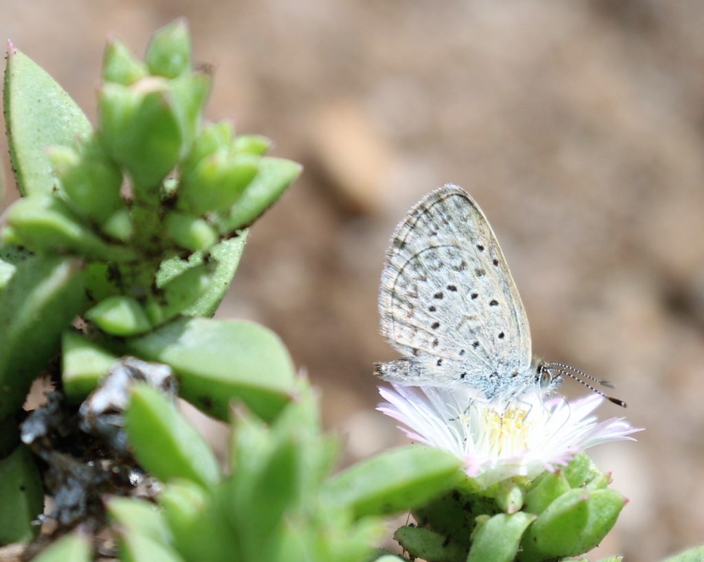 Butterflies