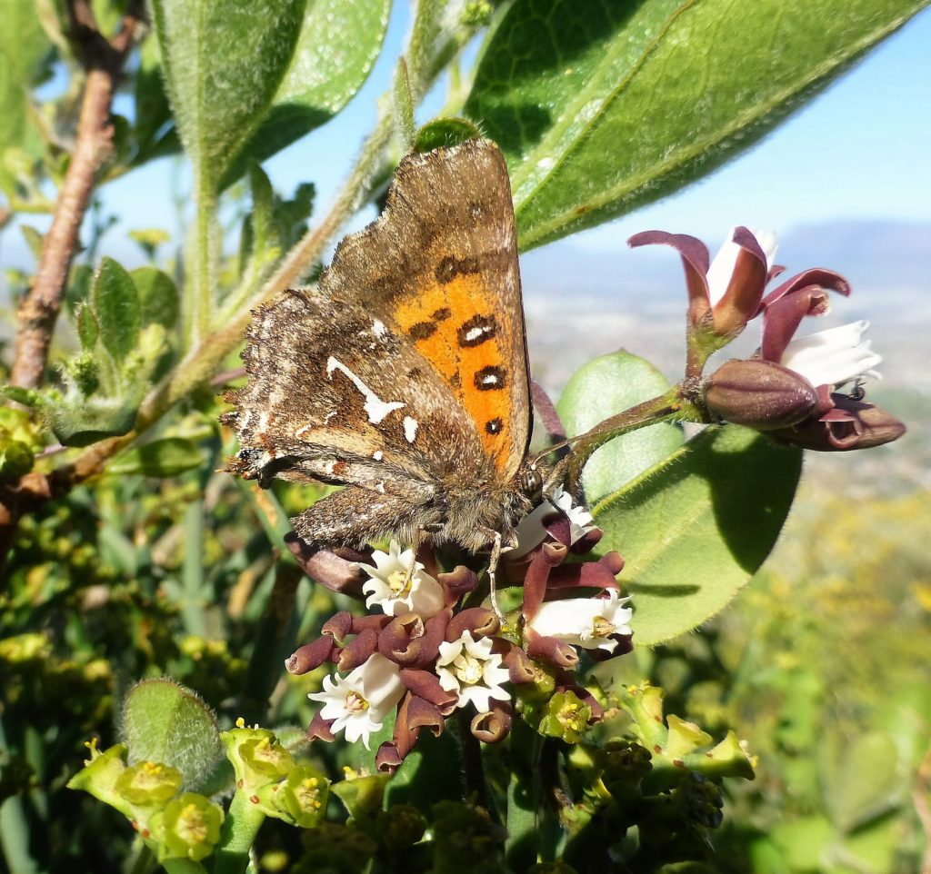 Butterflies