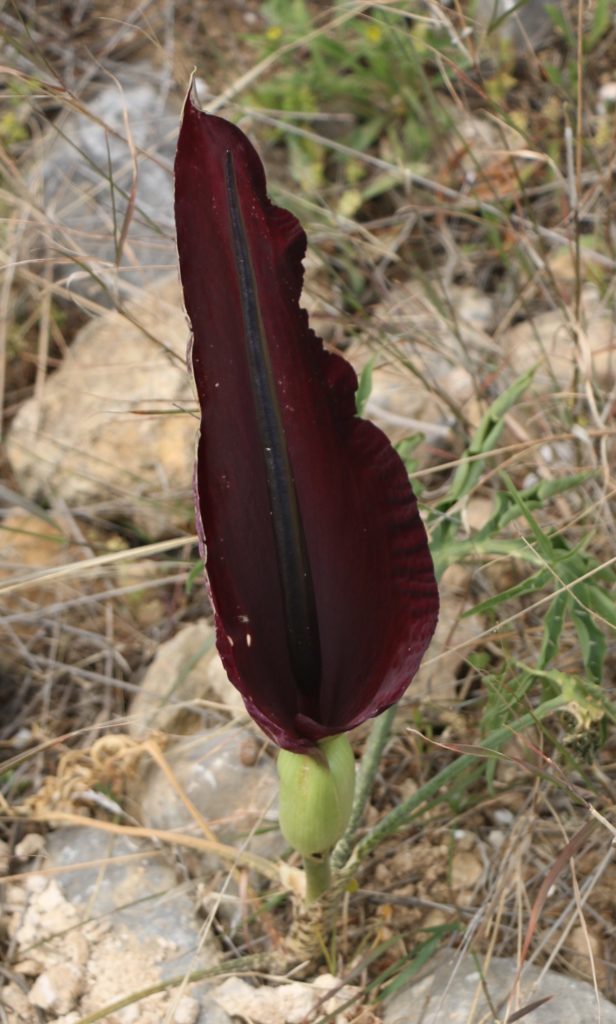 Dracunculus vulgaris. Common Dragon Arum. | Flora, Araceae