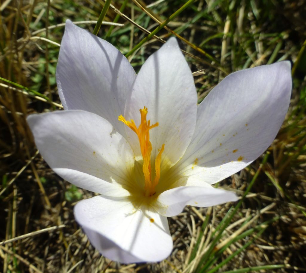 Crocus hadriaticus. | Flora, Iradaceae