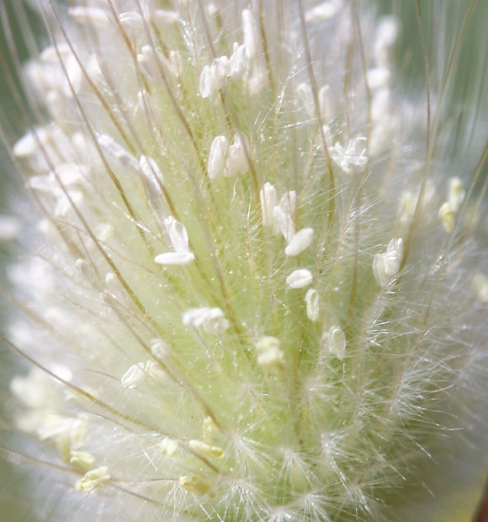 Cynosaurus echinatus. | Flora, Gramineae