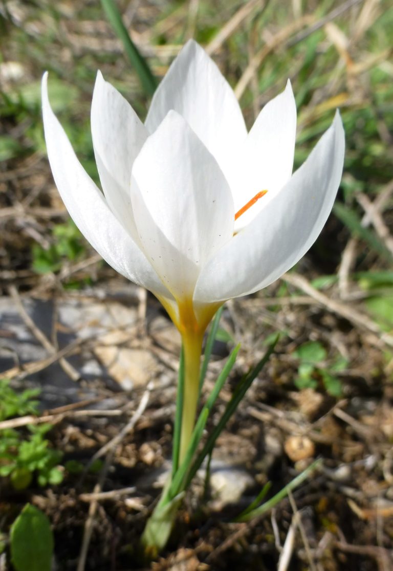 Crocus hadriaticus. | Flora, Iradaceae