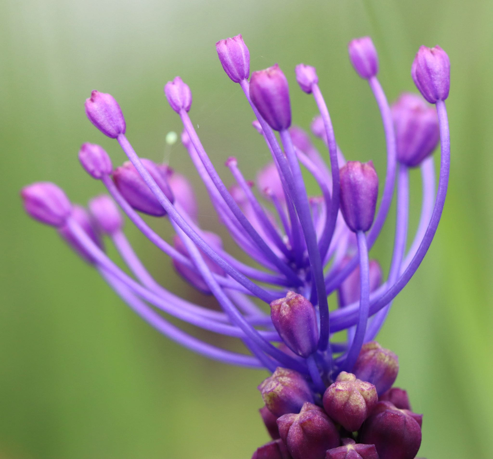 Greece 2025 145ed | Orchids from Greece & Cyprus | Dragonflies ...