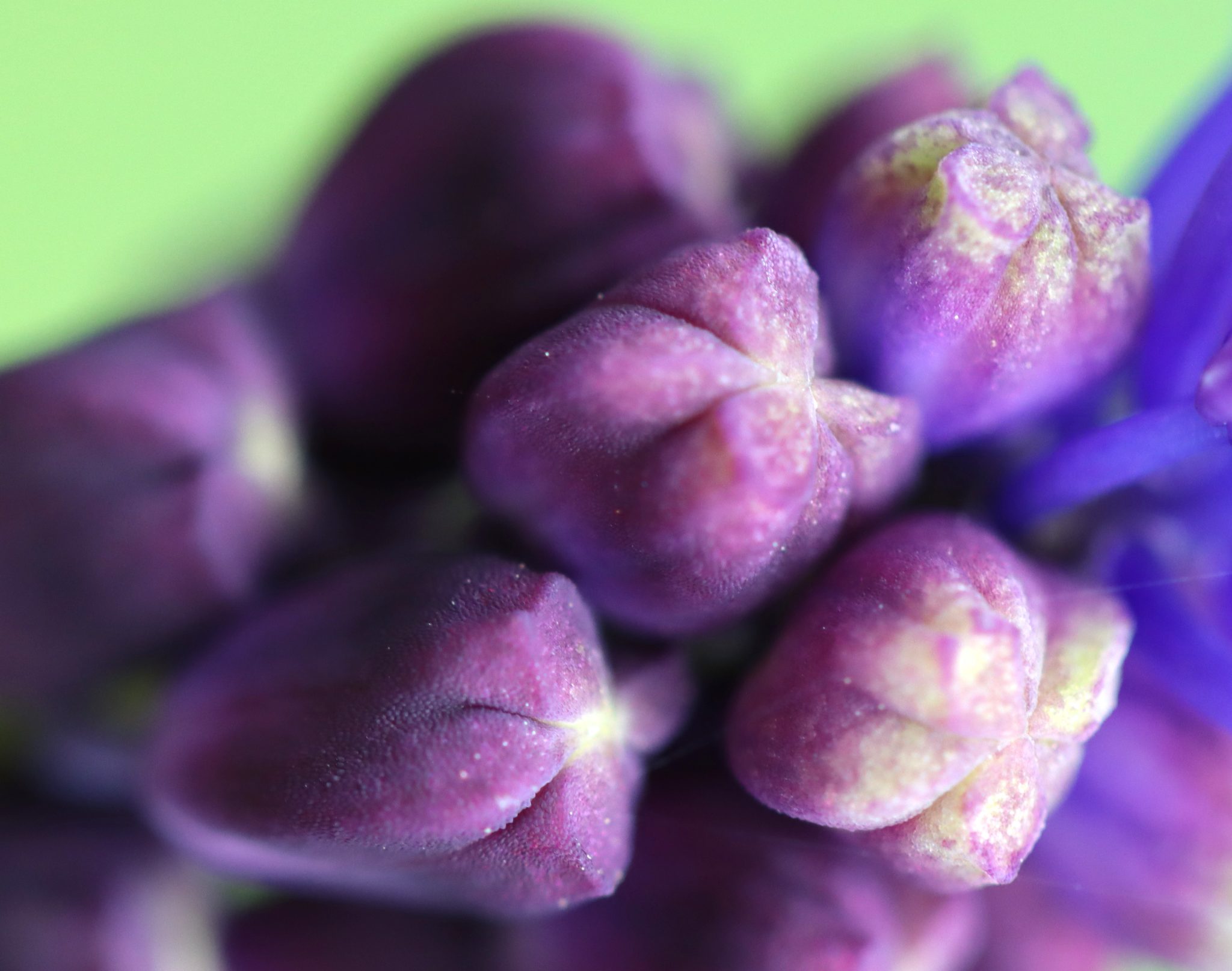 Greece 2025 148ed | Orchids from Greece & Cyprus | Dragonflies ...