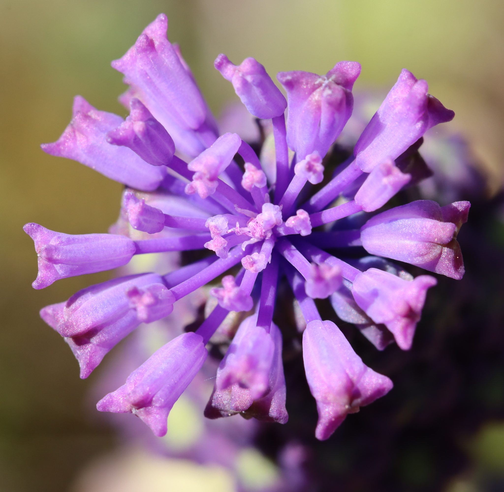 Greece 2025 639ed | Orchids from Greece & Cyprus | Dragonflies ...