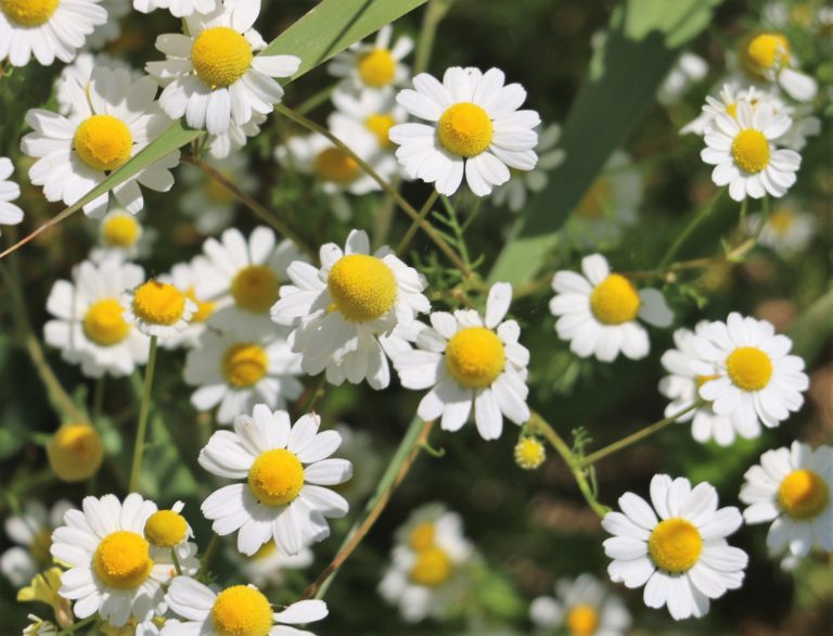 Matricaria recutita. | Compositae, Flora