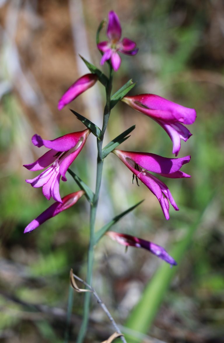 Gladiolus illyricus. | Flora, Iradaceae
