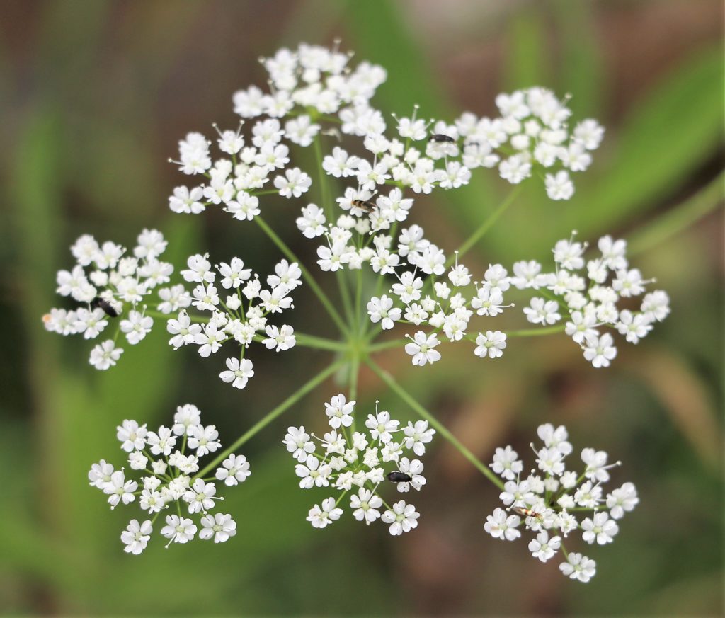 Umbelliferae
