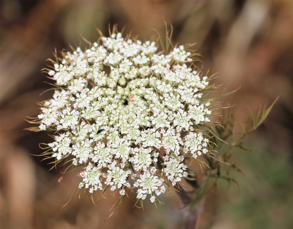 Umbelliferae