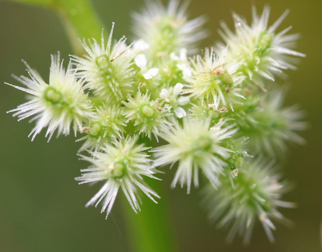Umbelliferae
