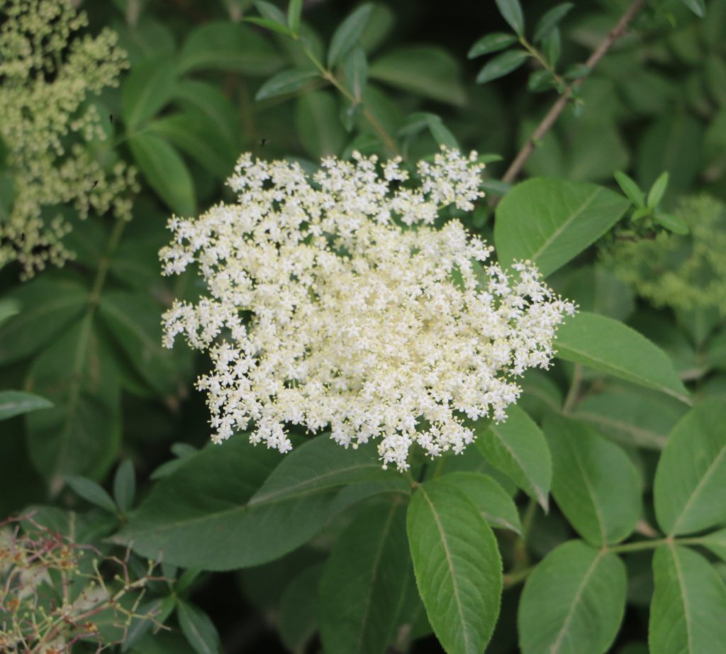 Umbelliferae