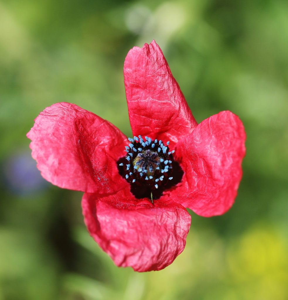 Papaveraceae