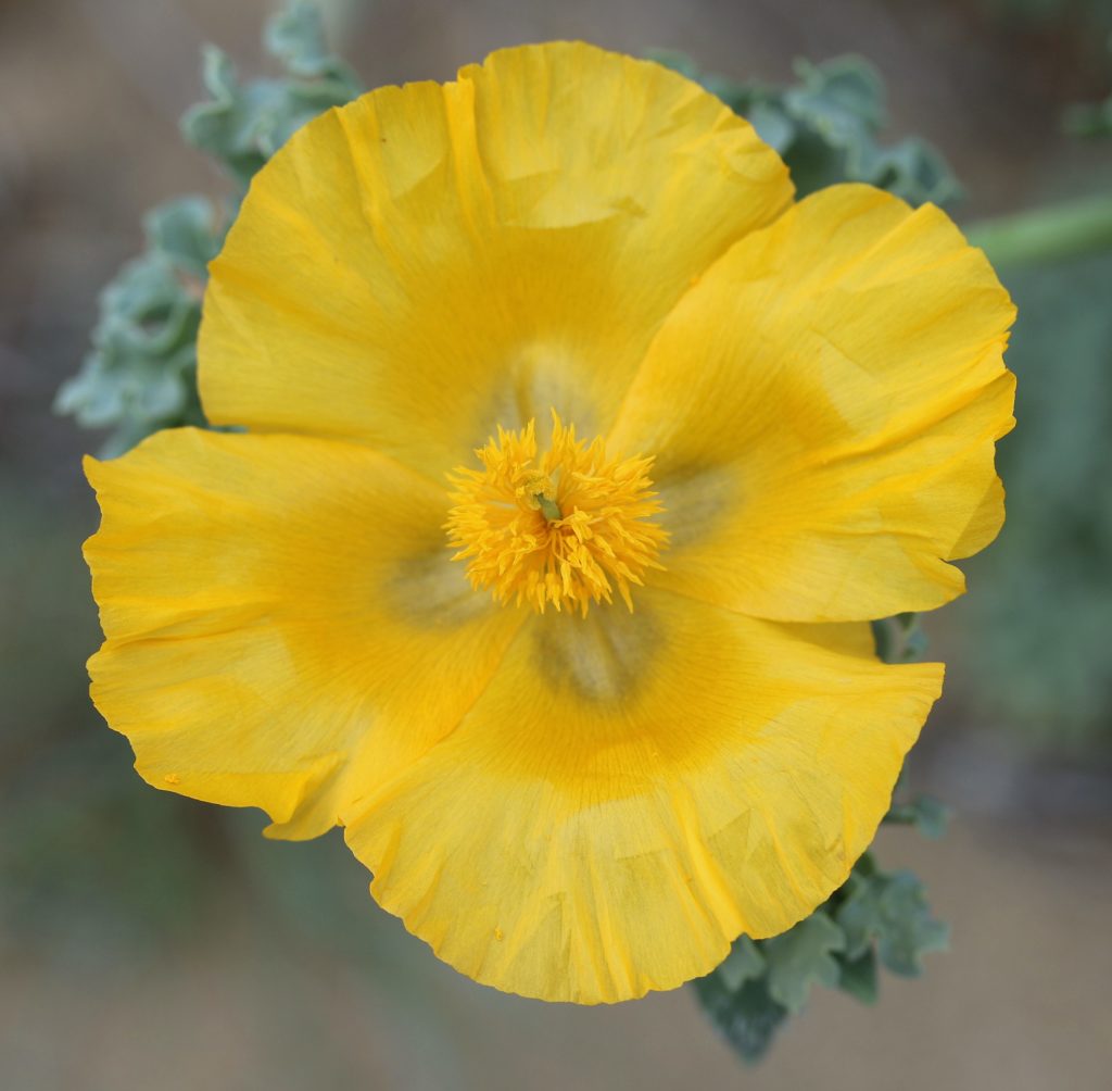 Papaveraceae