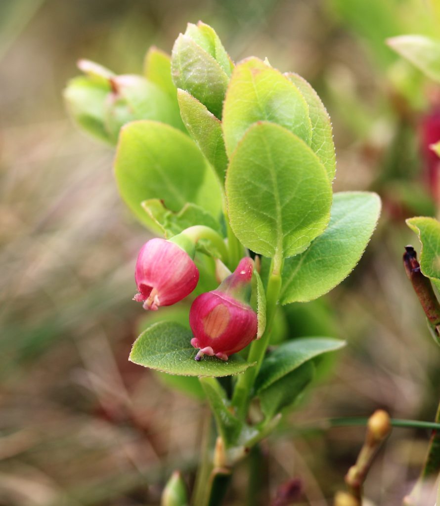 Ericaceae (Ericas)