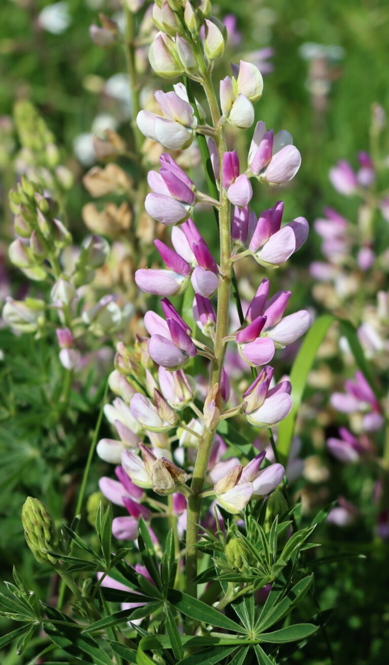 Lupinus arboreus. Tree Lupin. | Flora, Fabaceae (Peas)