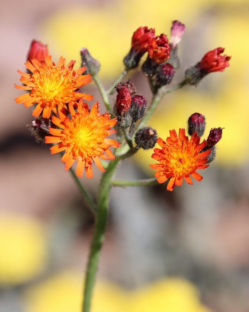 Pilosella aurantiaca. Fox-and-Cubs. | Compositae, Flora