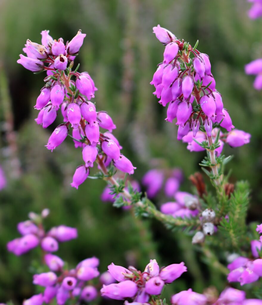 Erica cinerea. Bell Heather. | Ericaceae (Ericas), Flora