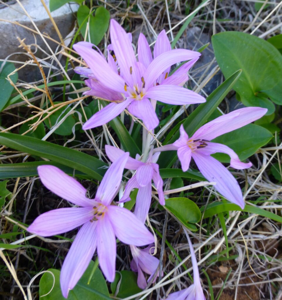 Colchicum cupanii | Flora, Liliaceae