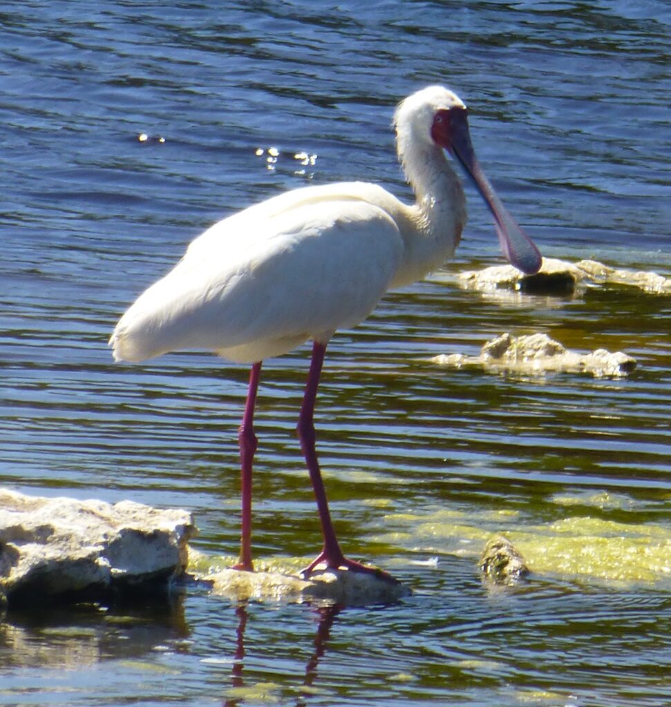 African Spoonbill. Platalea alba. | Birds, Spoonbills-Ibises