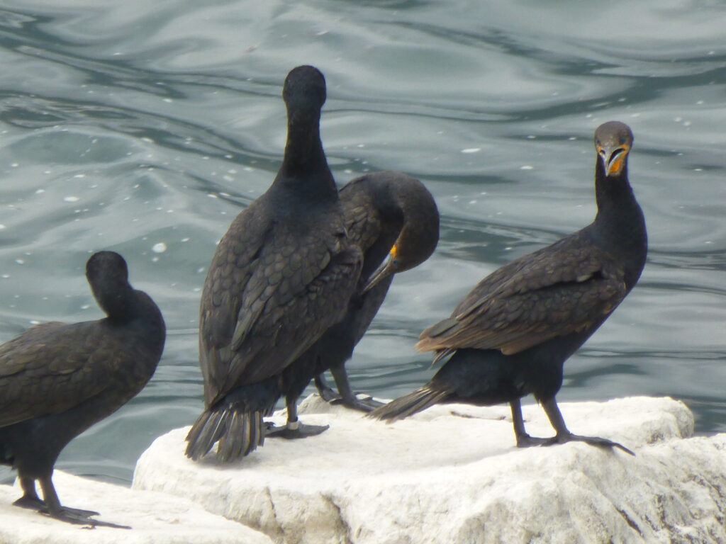 Cape Cormorant. Phalacrocorax capensis. | Birds, Cormorants-Darters