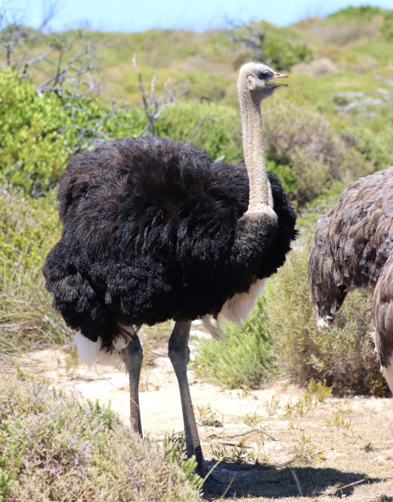 Common Ostrich. Struthio camelus. | Birds, Ostriches-Guineafowl
