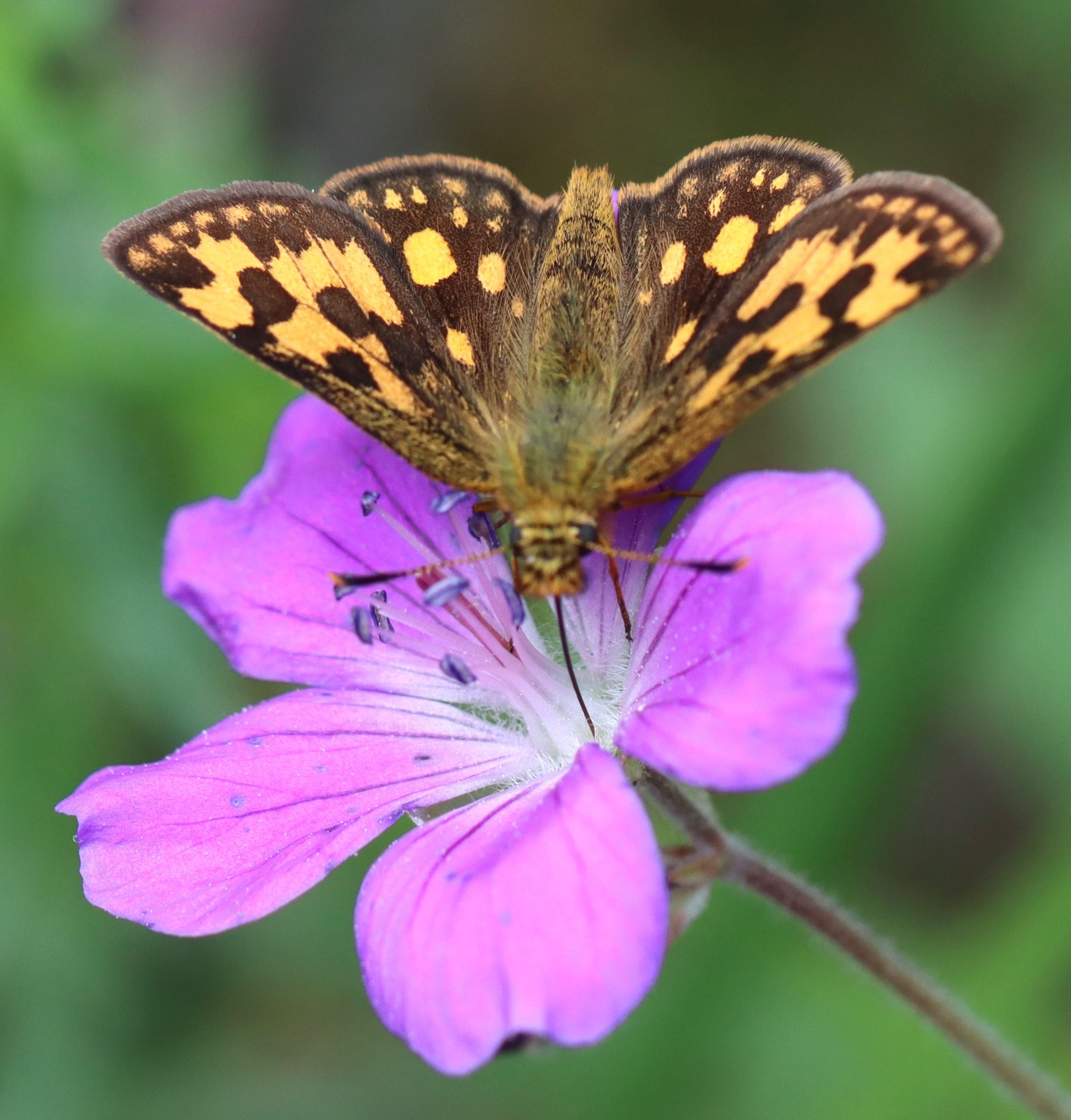 Northern Chequered Skipper. | Orchids from Greece & Cyprus ...